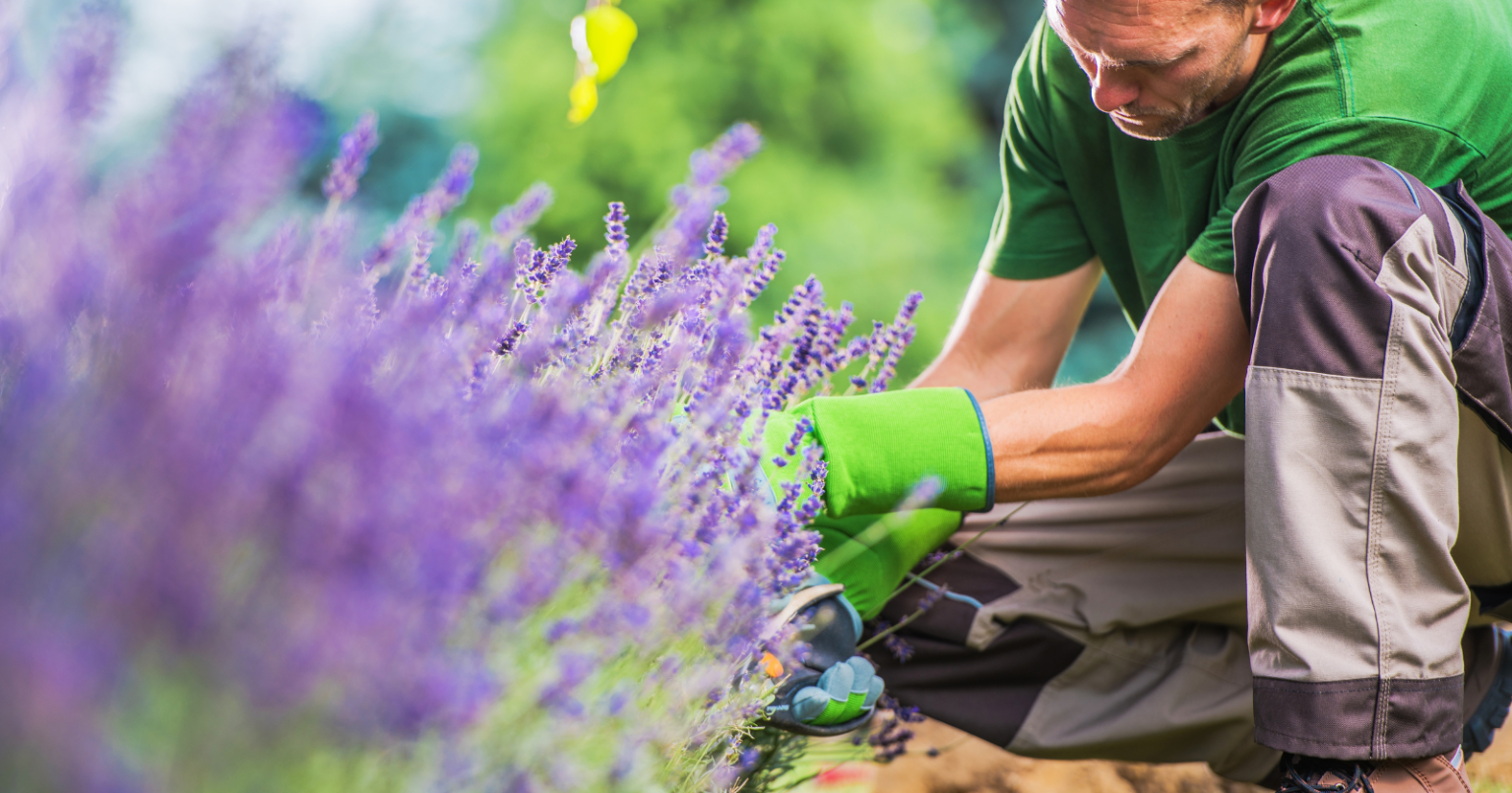DIY psychedelics: 8 tips for cultivating natural psychedelic herbs at home