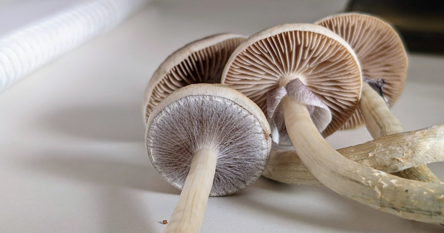 7 telltale signs your magic shrooms have spoiled and are unsafe to eat